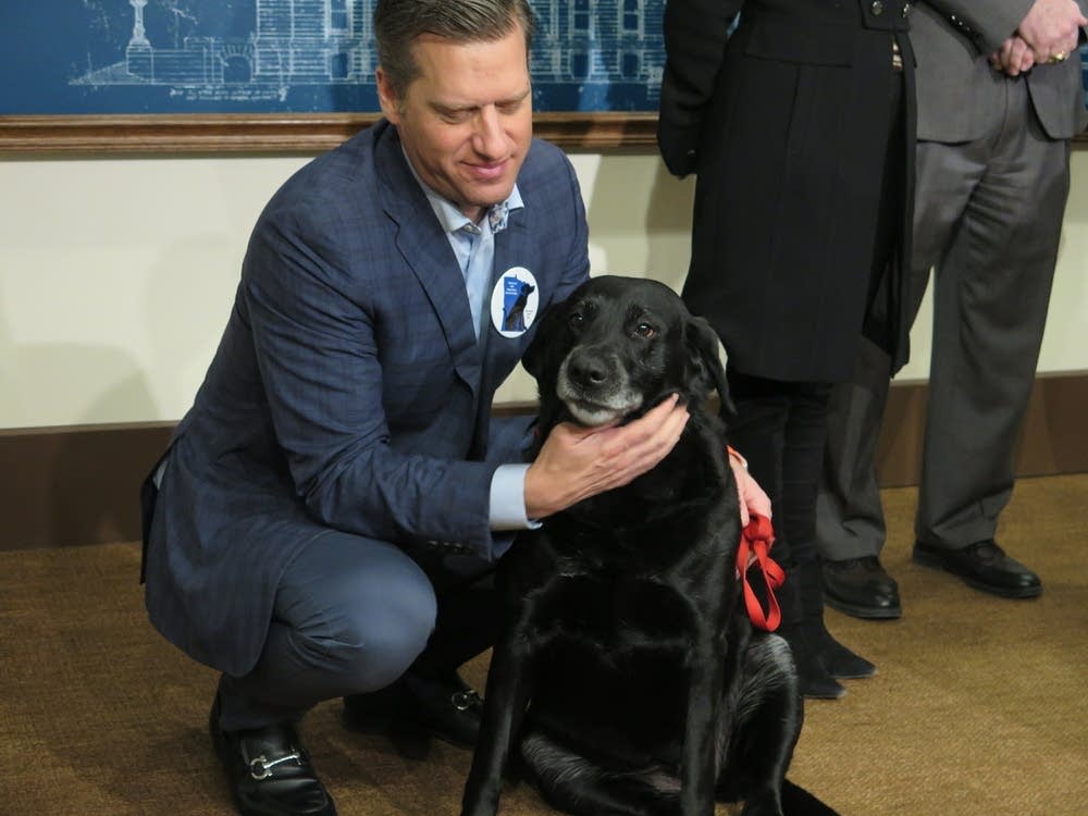 Best in snow? Bill would make Labrador retriever Minnesota's top dog ...