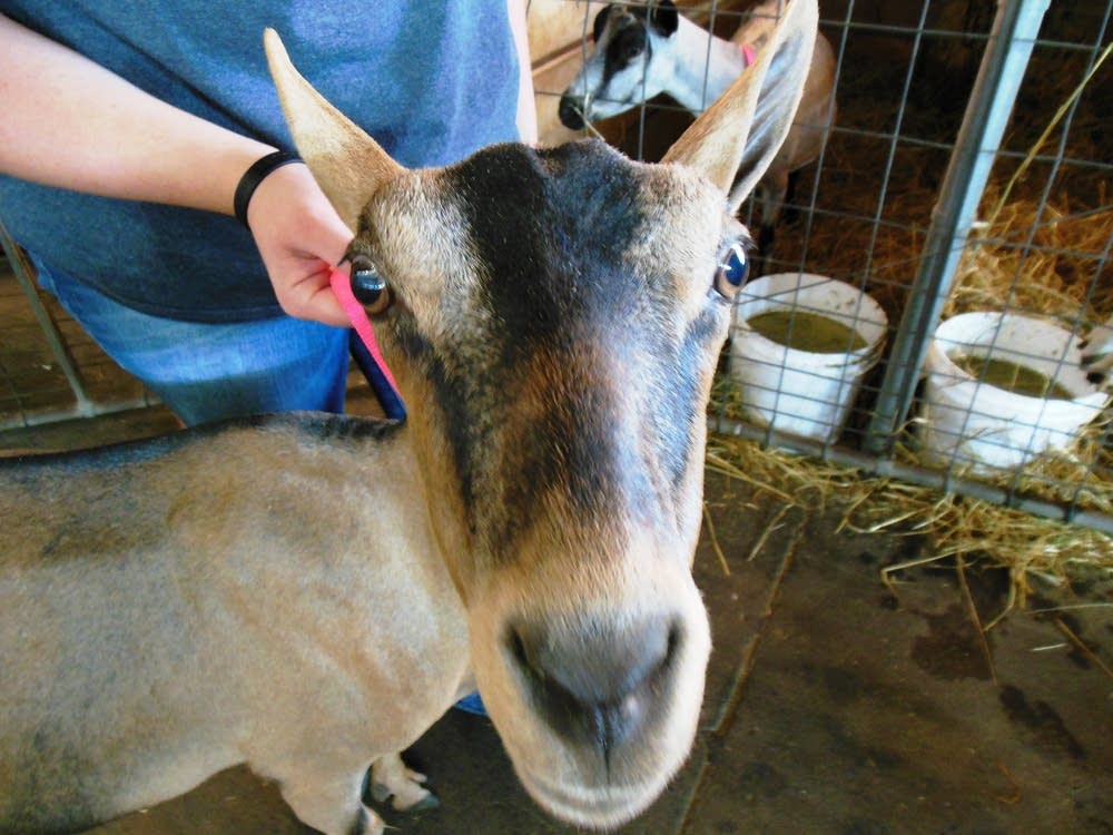 Dainty goat Yvette competes at State Fair | MPR News