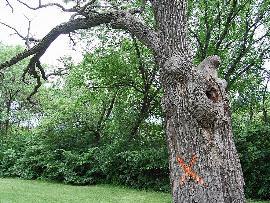 Indiana Oldest Tree