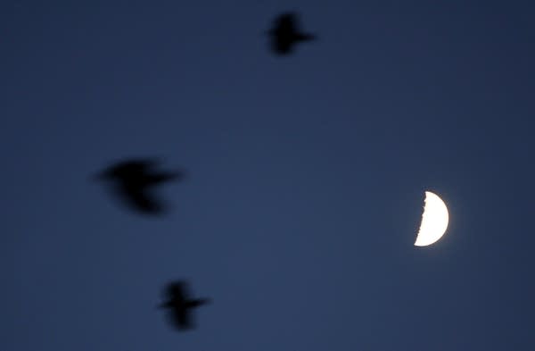 Minnesota Sounds and Voices: Ignore 'The Birds,' embrace the crows ...