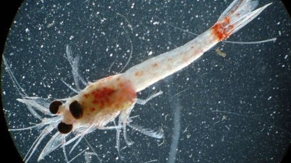 Meet the bloody red shrimp, Lake Superior's newest invasive critter ...
