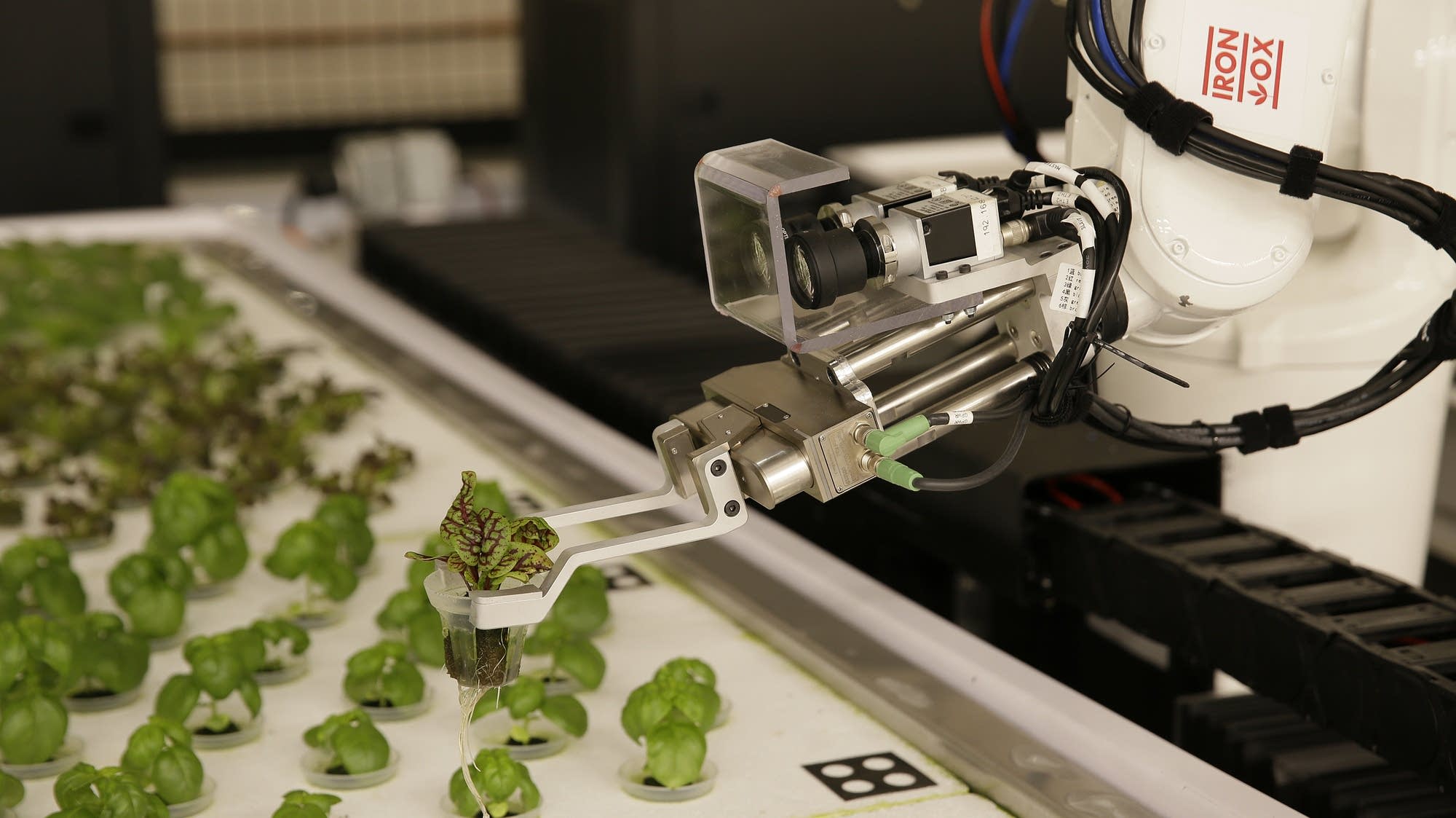 Meet the farmers of the future: Robots | MPR News