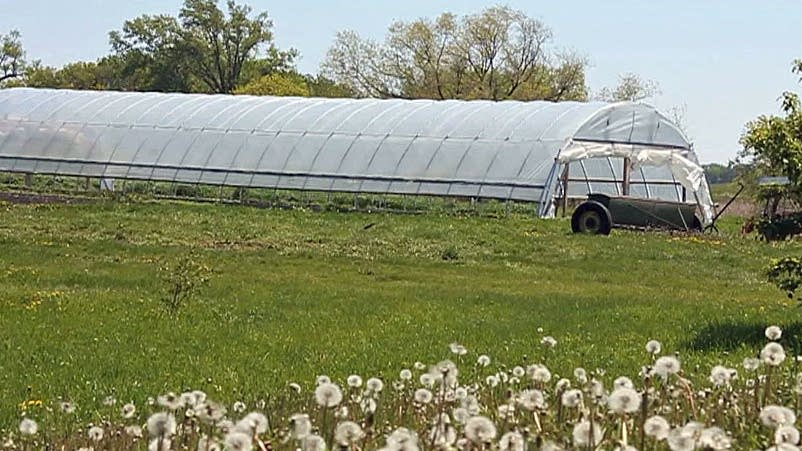 Hoophouses help farmers extend their growing season | MPR News
