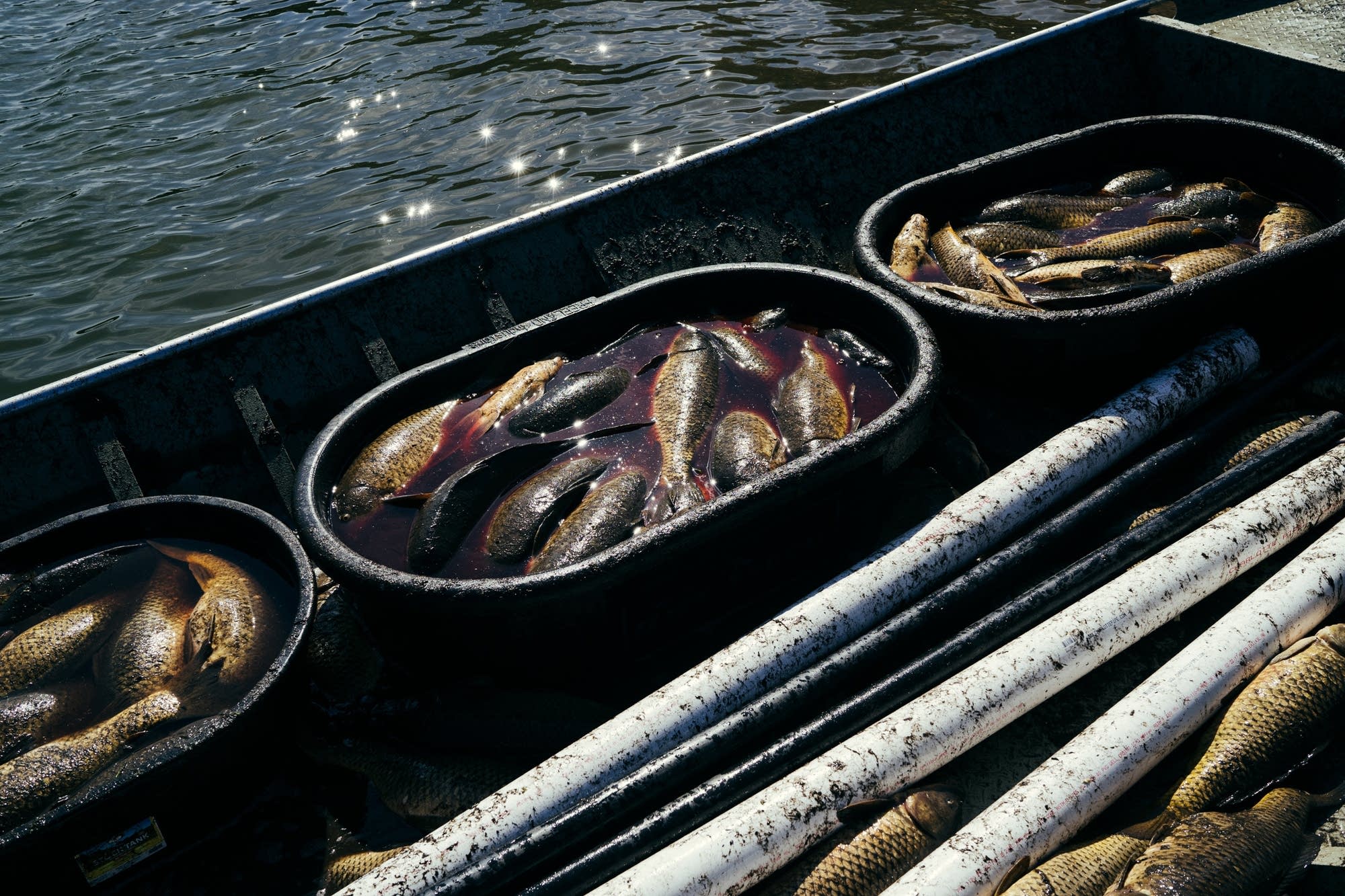 Photos: Common carp are being removed from Minn. lakes by the truckload ...