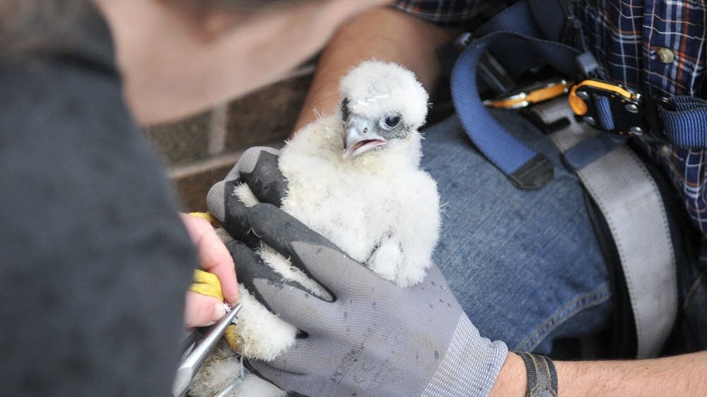 Falcons mount a comeback, with some help | MPR News