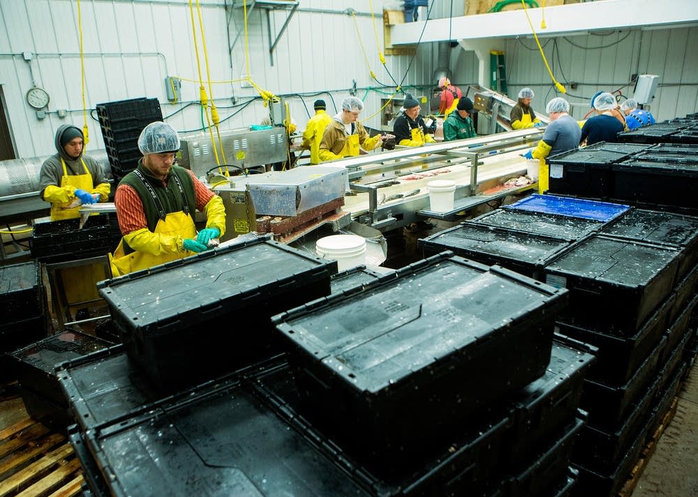 Photos: Herring eggs are 'Lake Superior Gold' for Grand Marais fishery ...