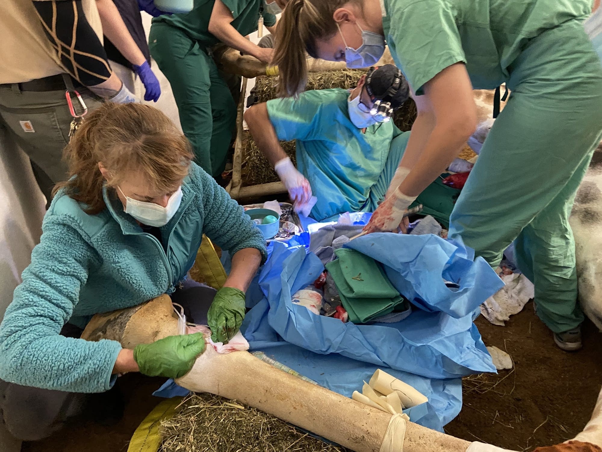 ‘That’s a lot of neck to break’: Giraffe surgery at Como is a tricky ...