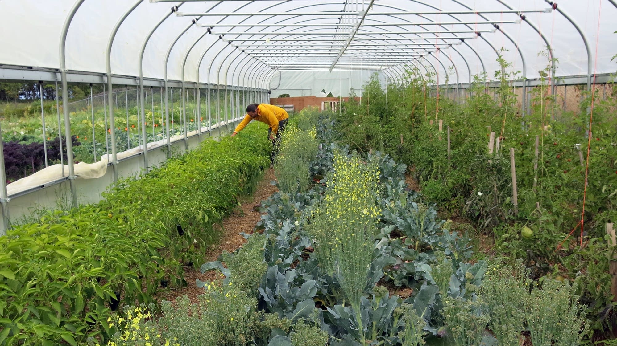Fish guts, heritage tomatoes: Red Lake works to feed its own | MPR News