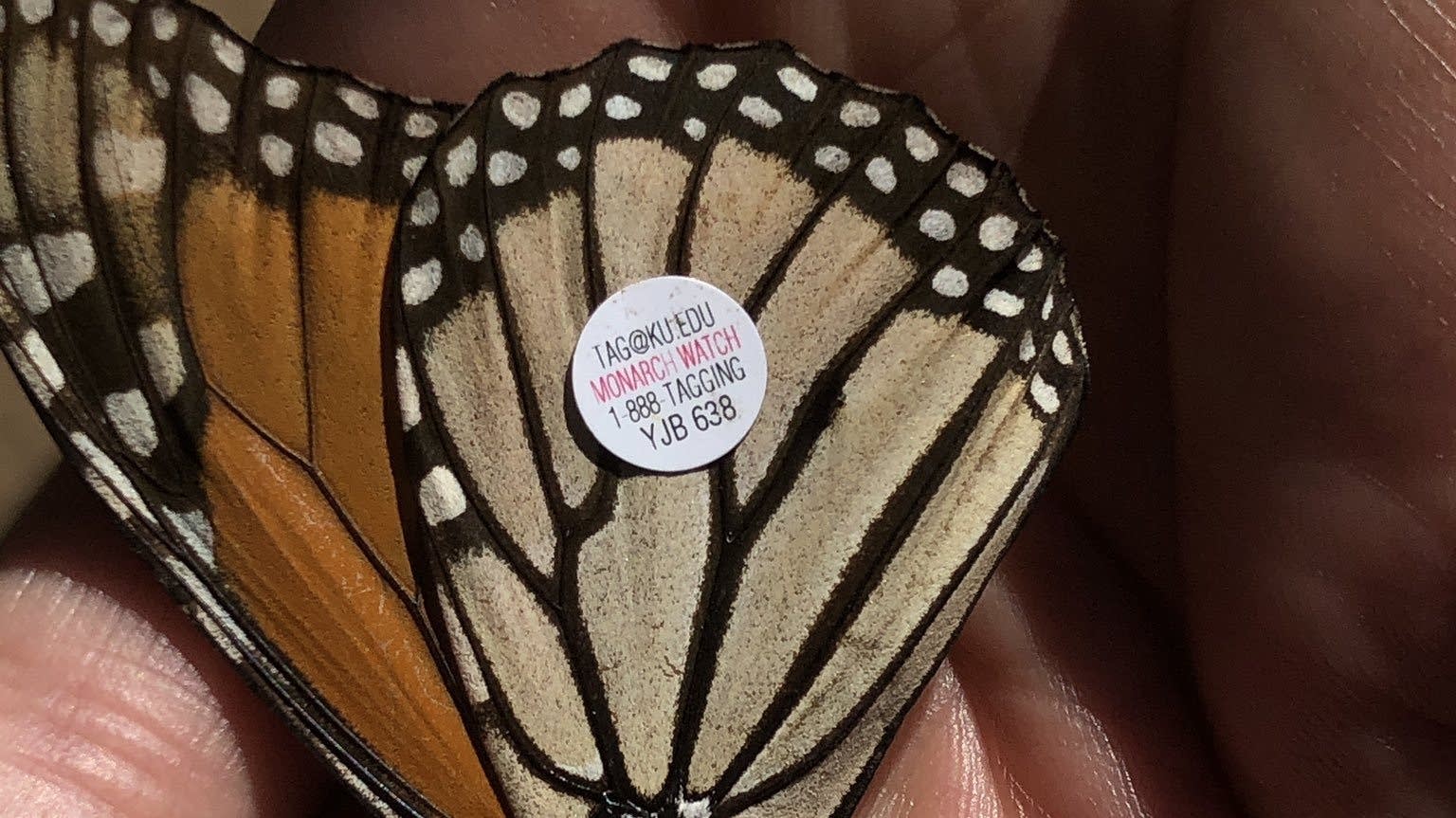 Against the odds, a butterfly from Northfield survives a flight to ...
