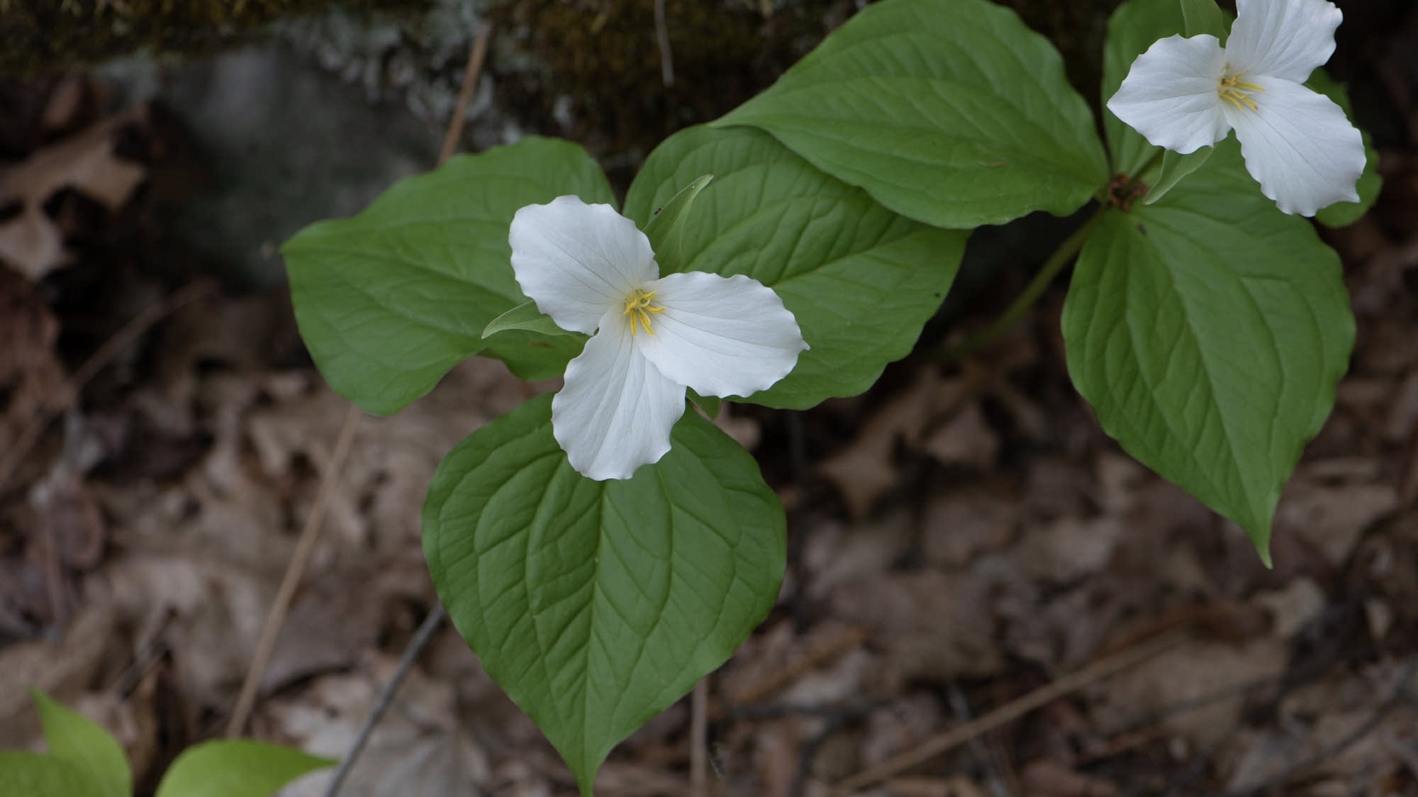 Audio postcard: Trillium flowers in full bloom | MPR News