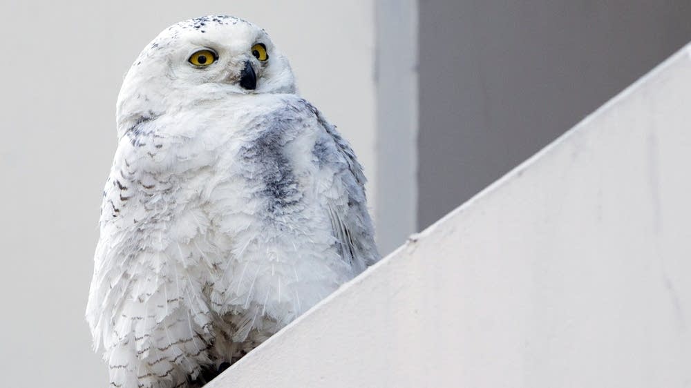 D.C.'s famous snowy owl dies in Minnesota | MPR News