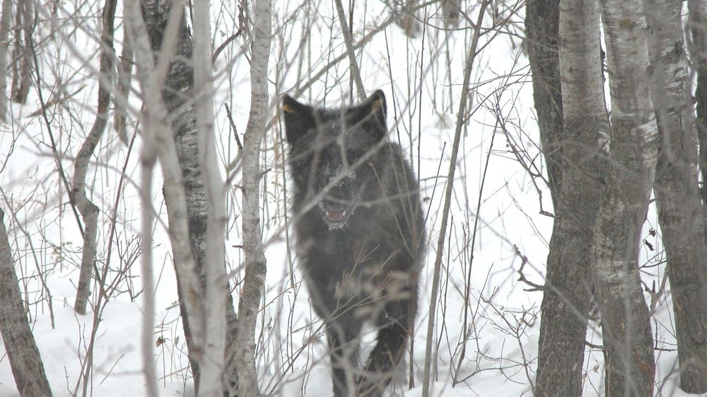 Great Lakes wolves returning to endangered list | MPR News