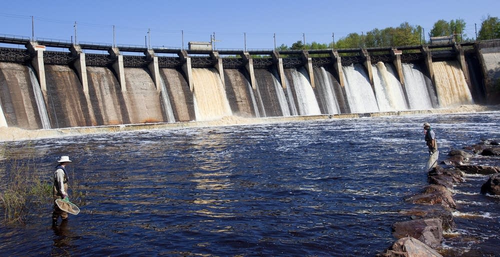 DNR hopes for surge of sturgeon on St. Louis River | Minnesota Public ...