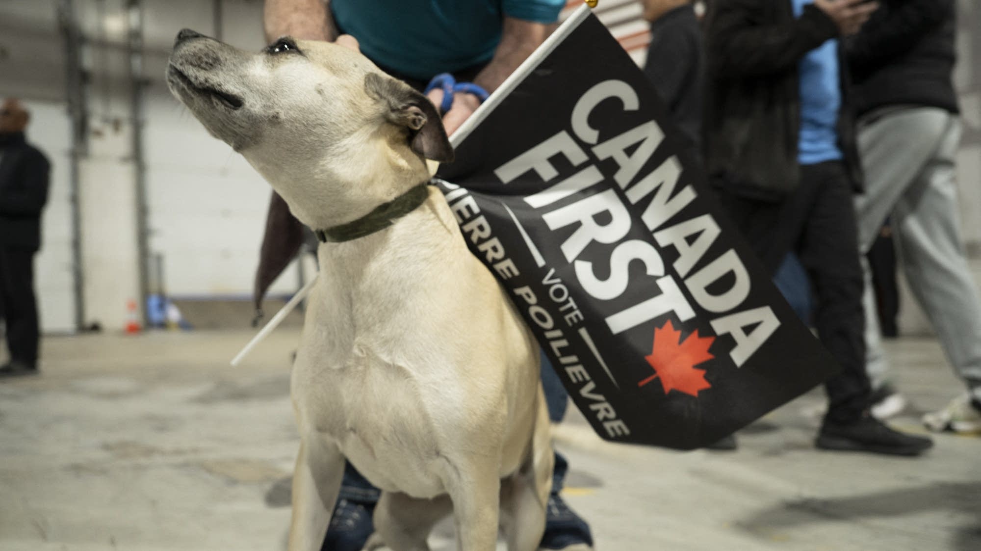 The Canadian Dispatch