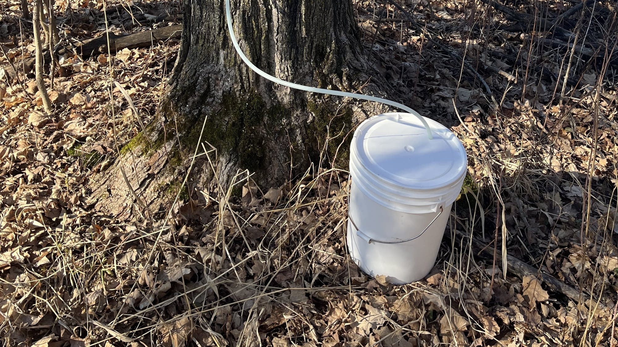 'Just a teeny little trickle': Checking in on maple syrup flows in unusually warm January | MPR News