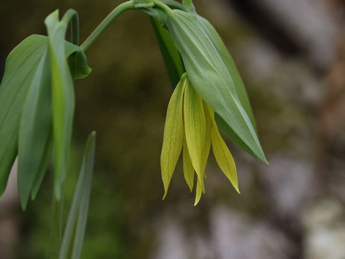 Photos: Spring wildflowers in Minnesota | MPR News