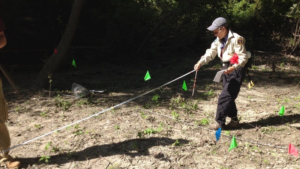 Whip smart: Cottonwood planting takes root as worries grow | MPR News
