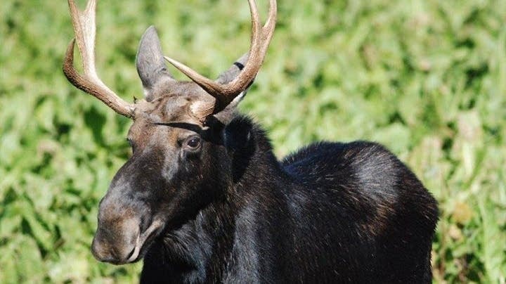 Wandering moose wows ’em in Wisconsin | MPR News