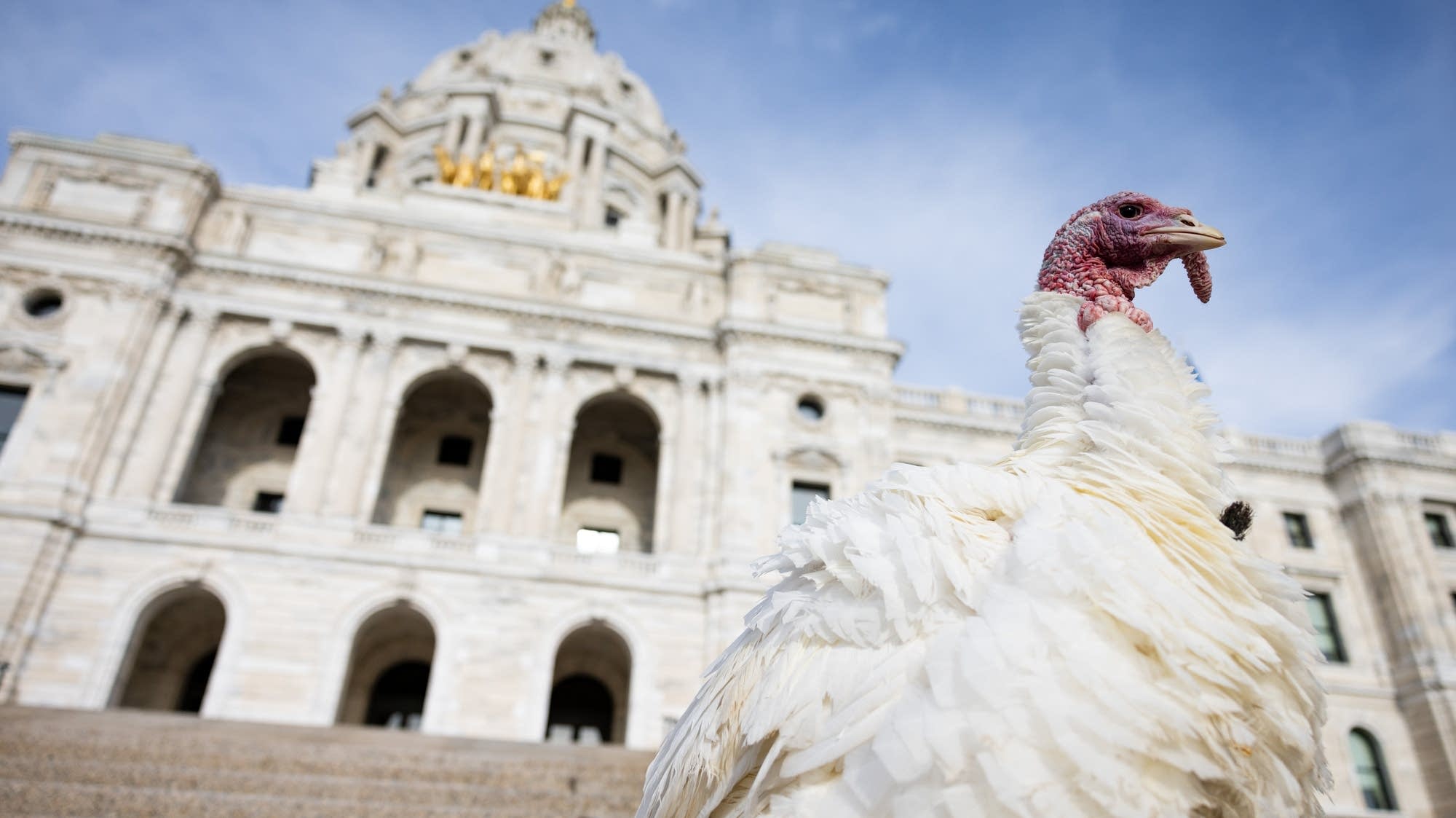 Walz voices tariff concerns at turkey event | MPR News