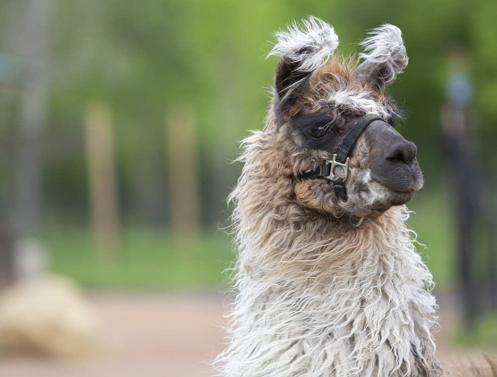 Photos: MN Zoo offering llamas unleashed (and leashed, if you want ...
