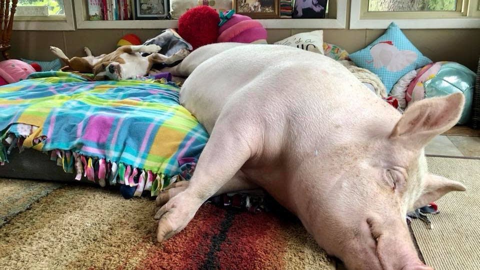 A country rallies around Esther the Wonder Pig | MPR News