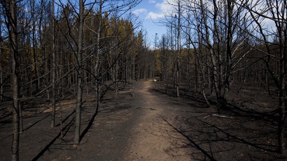 Minnesota forest fire stalls in cooler weather | MPR News