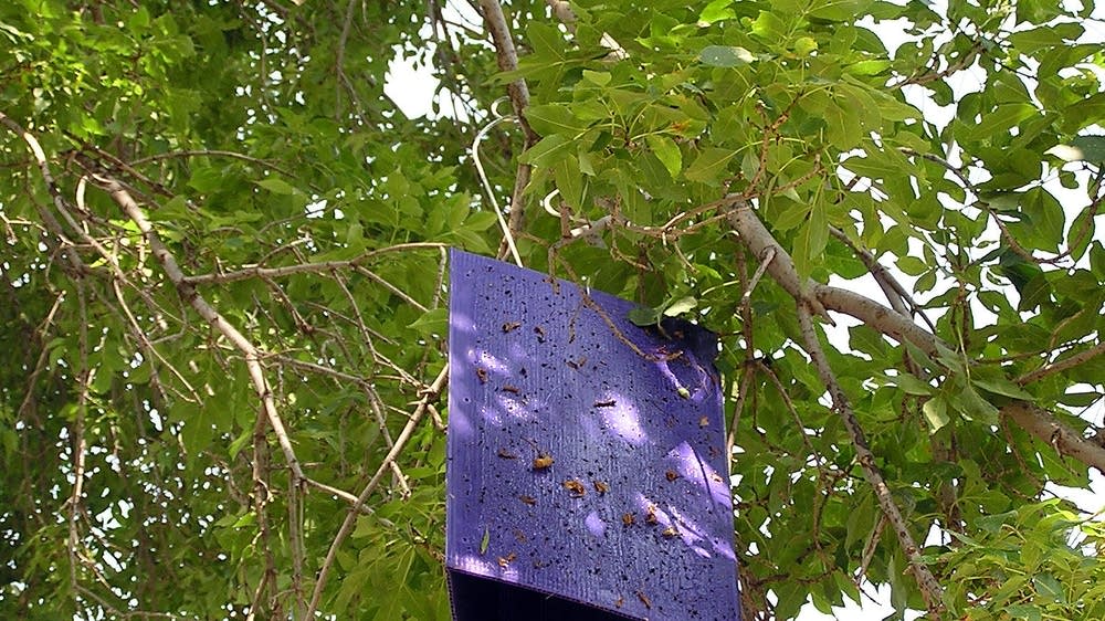 Wisconsin hangs 7,000 emerald ash borer traps | MPR News
