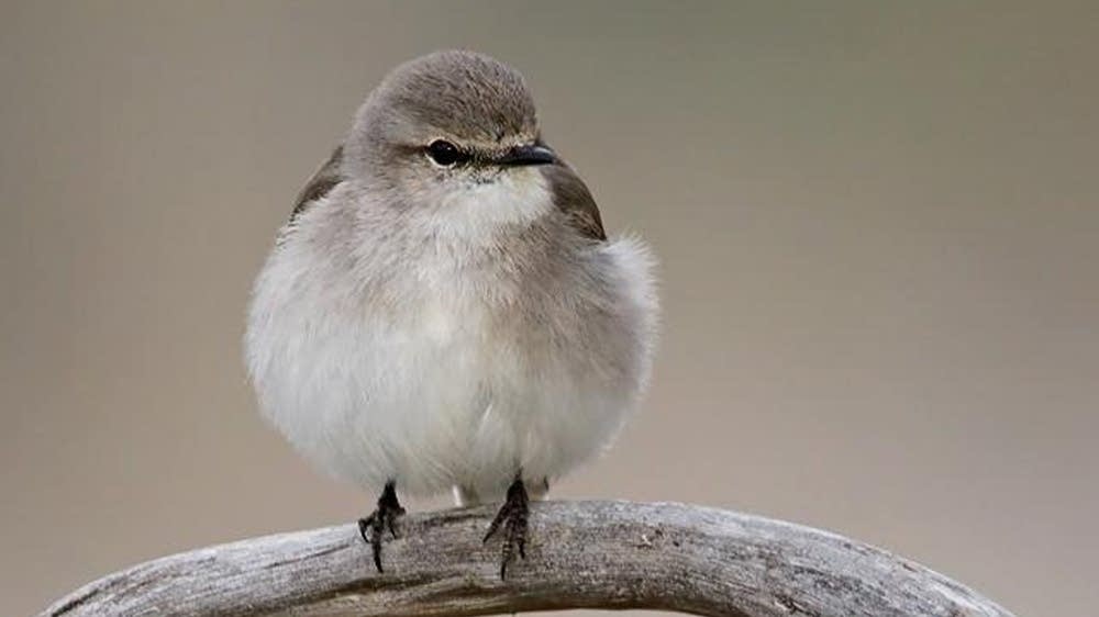 Study blames global warming for shrinking species | MPR News