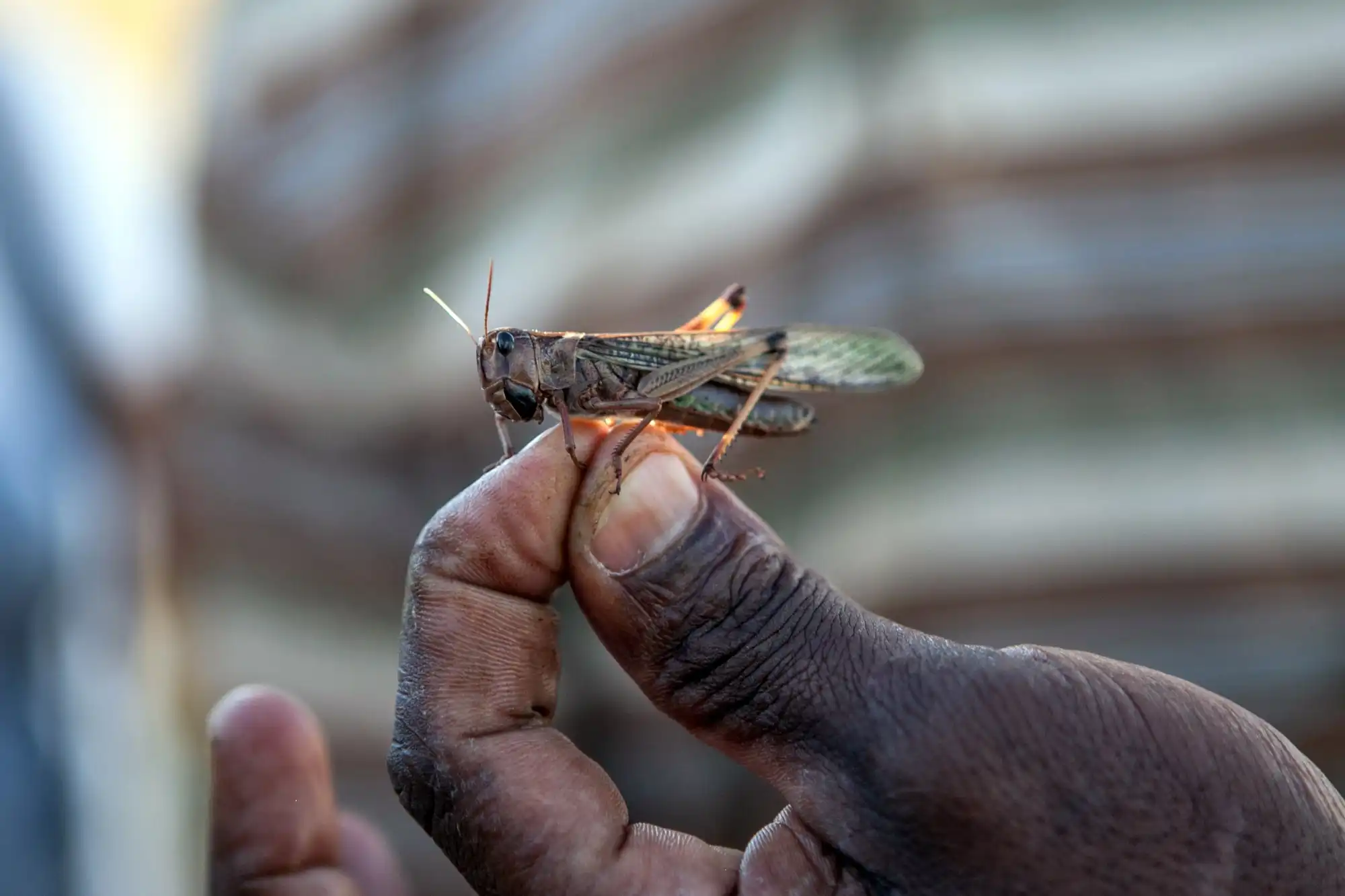 Horn of Africa hit by worst locust invasion in decades