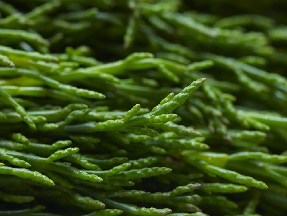 Pickled Sea Beans or Sea Rocket Pods | The Splendid Table