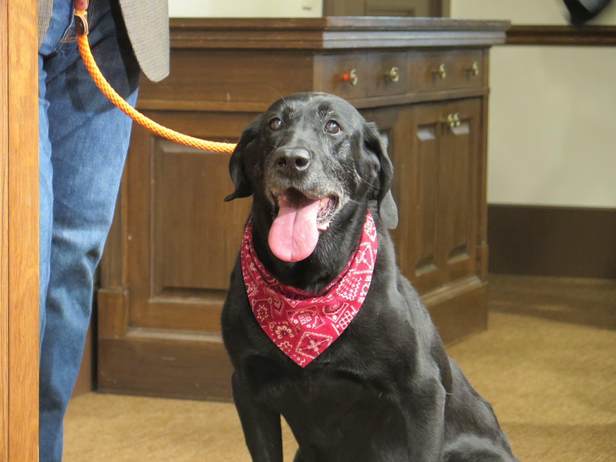 Best in snow? Bill would make Labrador retriever Minnesota's top dog ...