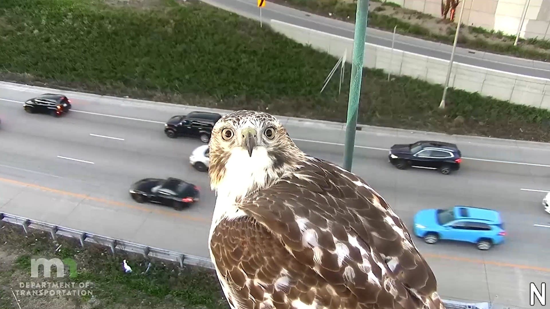 Traffic-spotter hawk caught on MnDOT highway camera | MPR News