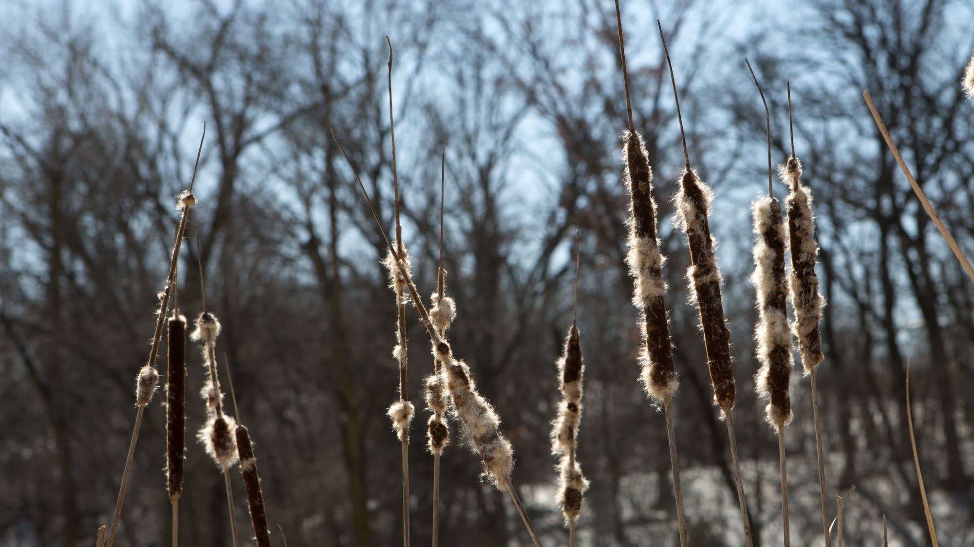 Photos: 'Spring' arrives, in a Minnesota kind of way | MPR News