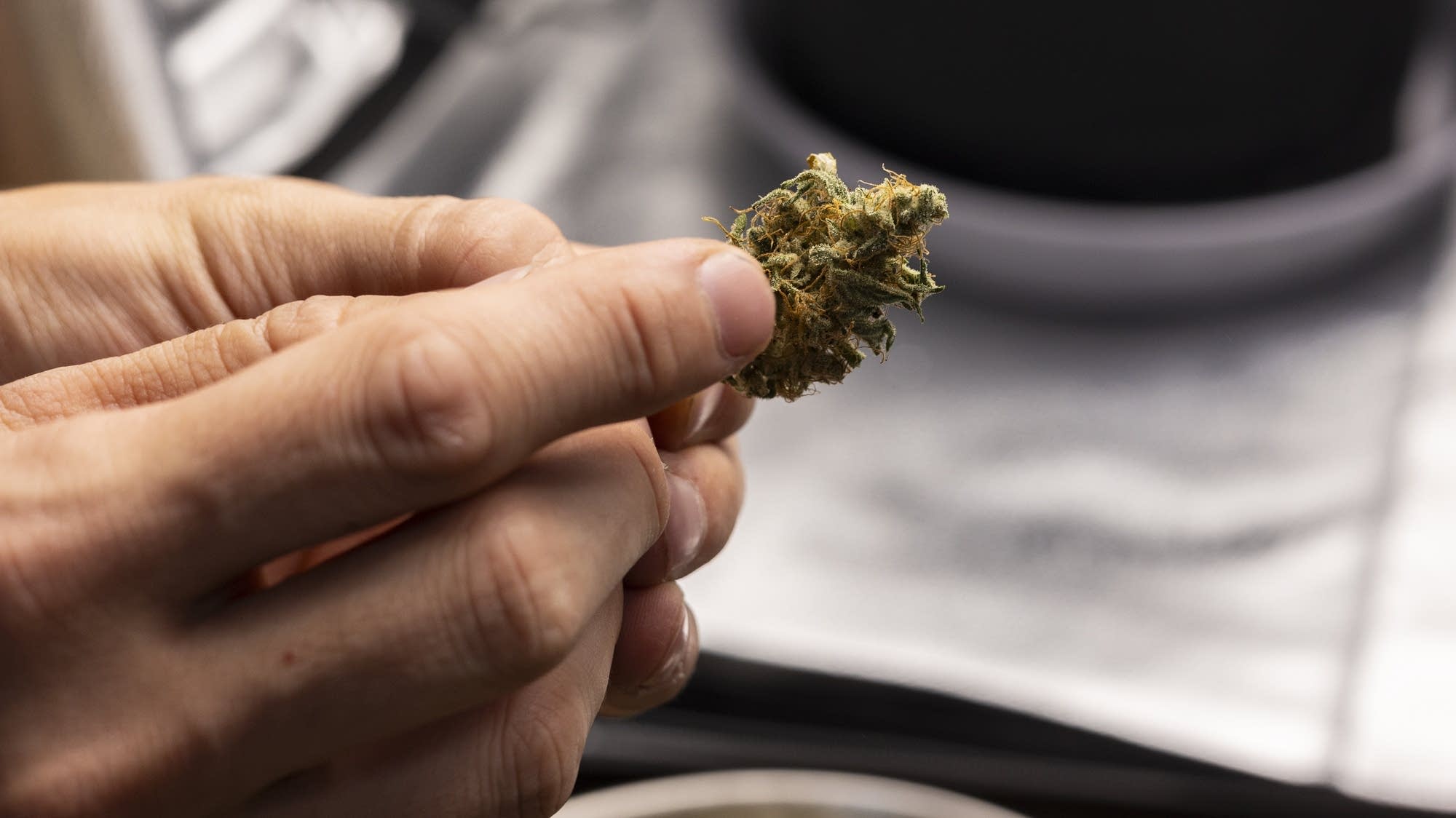 Cannabis regulator faces heat after rejecting over 1,000 initial ...