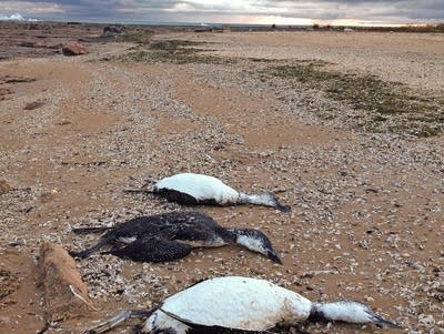 Invasive species may be key to understanding death of hundreds of loons ...
