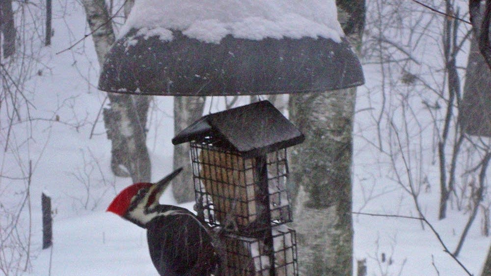Laura Erickson knows how to feed the birds without even trying | MPR News