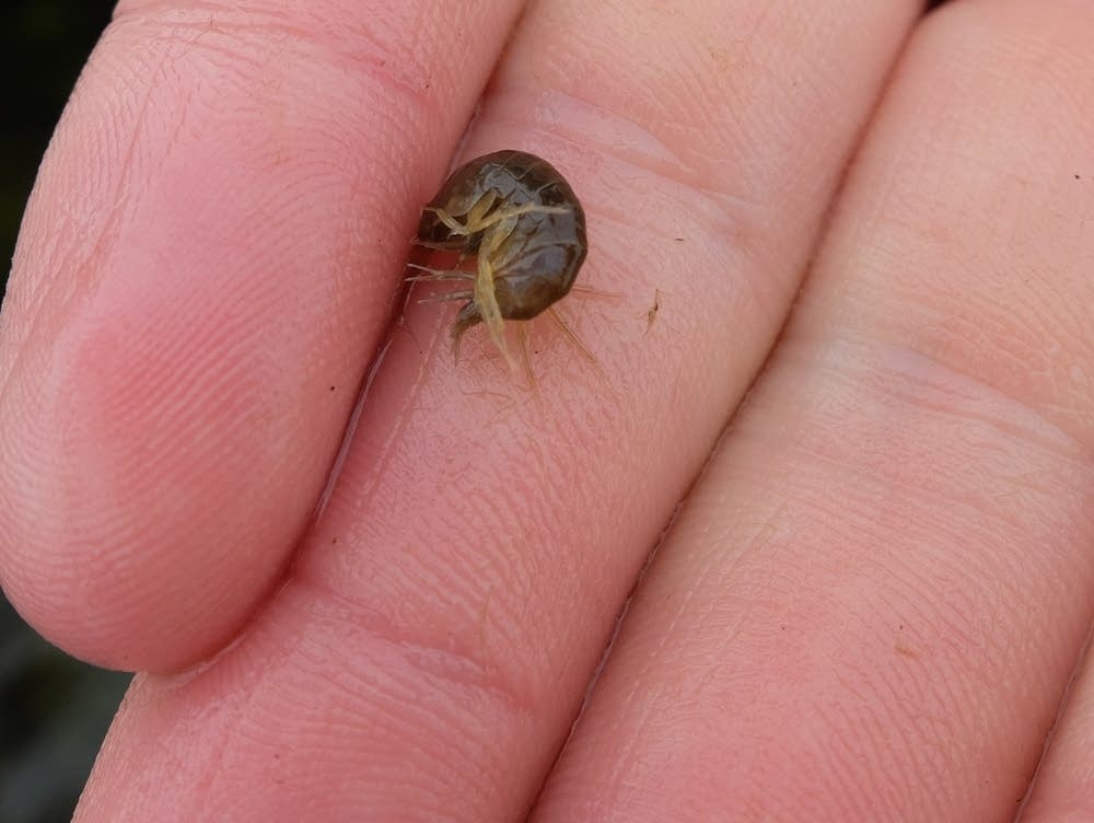 These tiny little bugs are a harbinger of wetland health -- and they're ...
