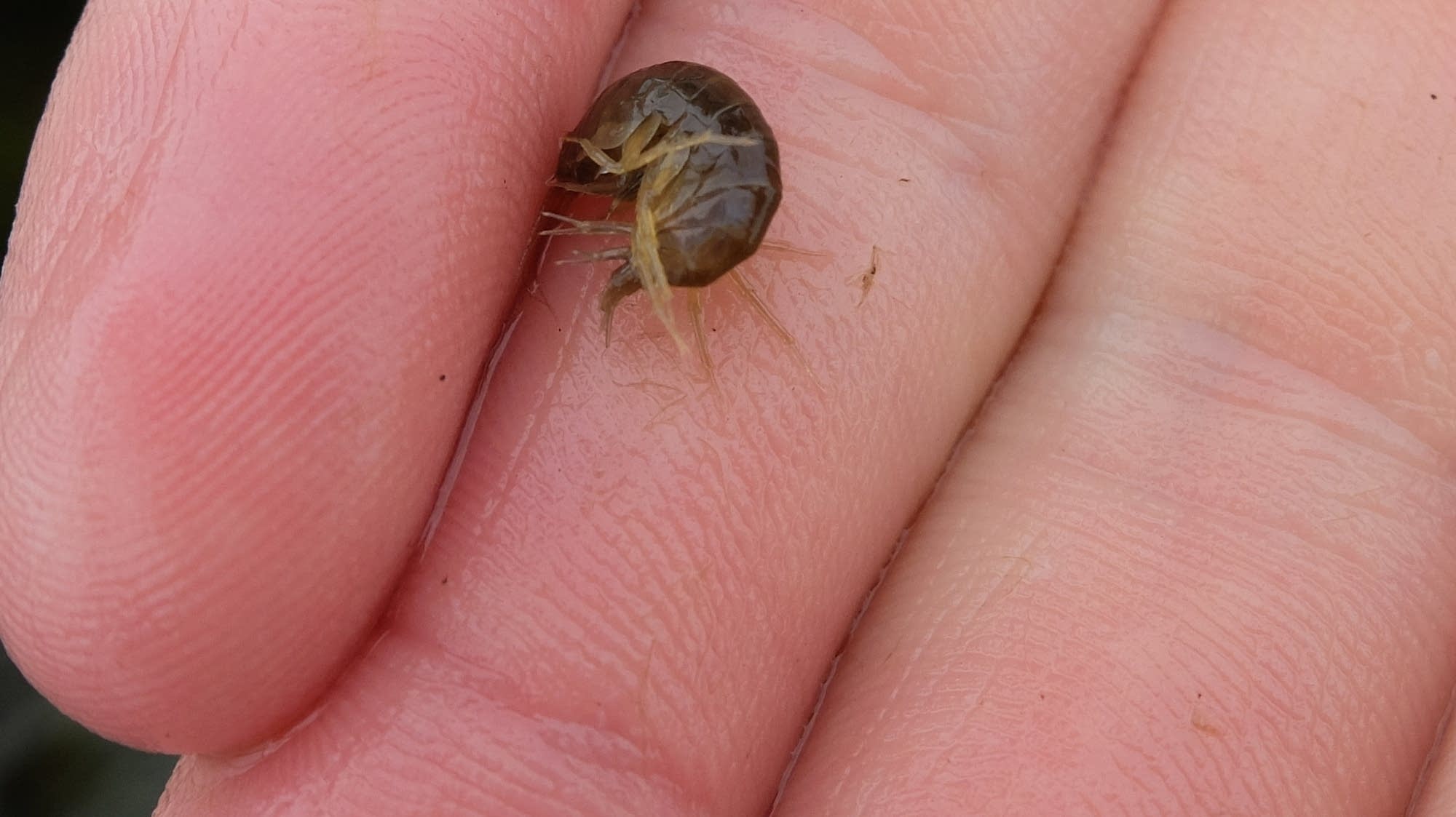 These tiny little bugs are a harbinger of wetland health -- and they're ...