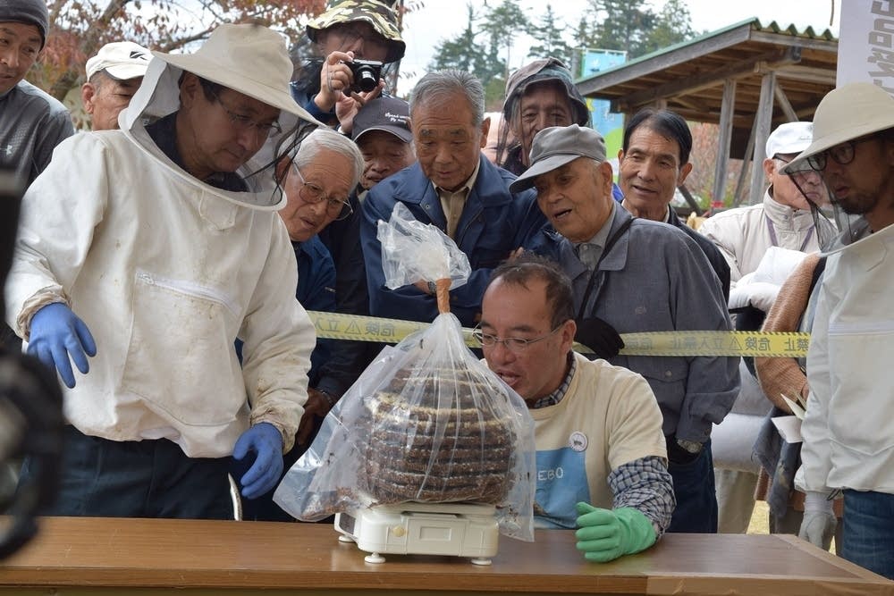 The Japanese tradition of raising and eating wasps | The Splendid Table