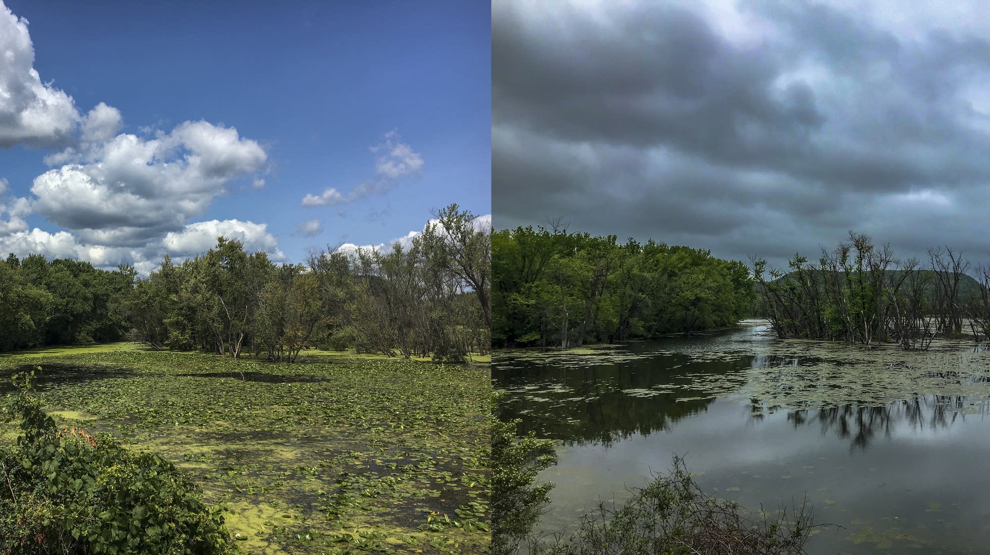 More water in Mississippi leading to loss of floodplain forests | MPR News