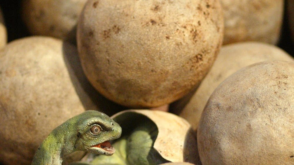 At the State Fair: Kristi Curry Rogers on dinosaurs | MPR News