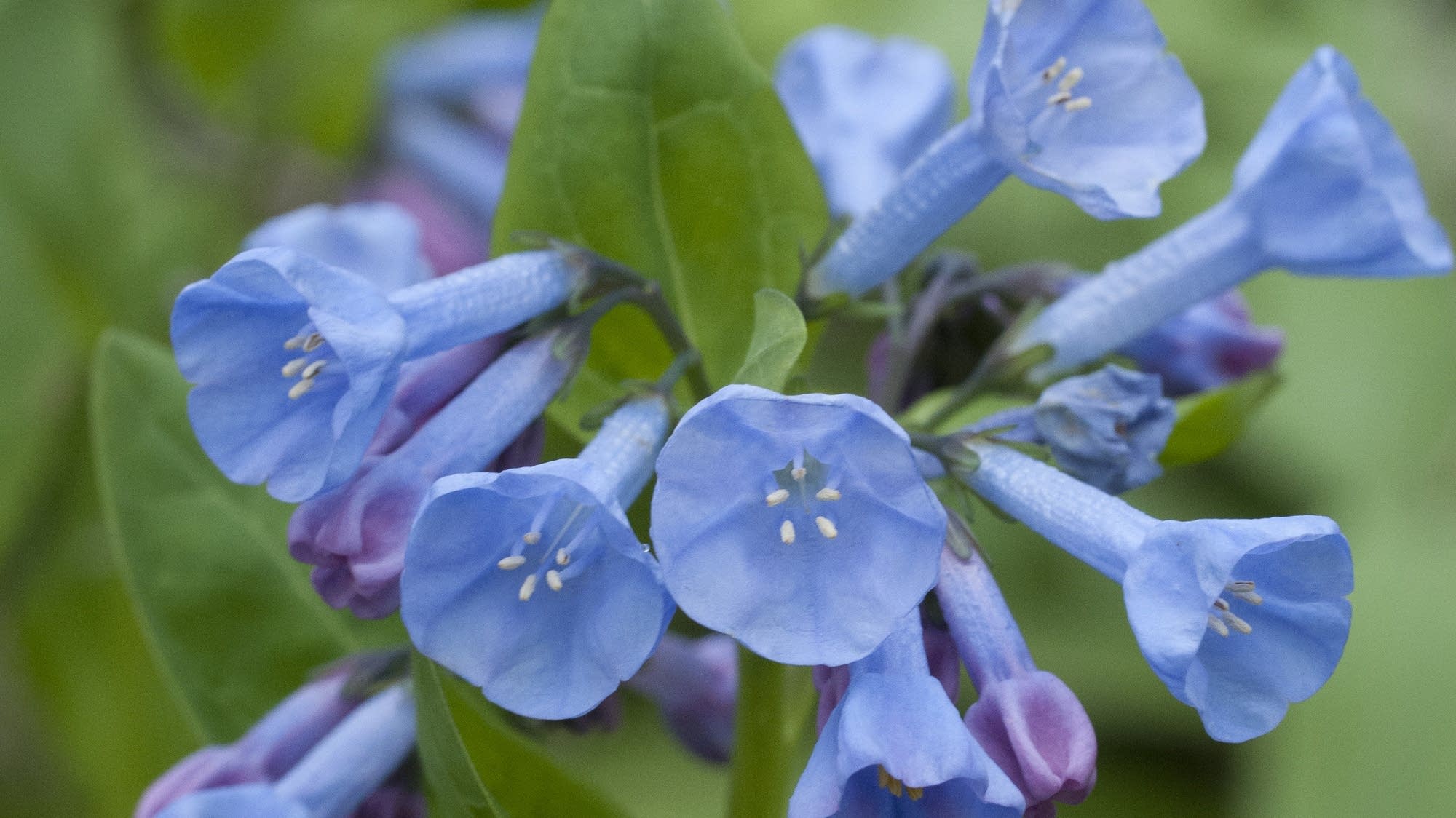 Wildflower watch: Bluebells are blooming in Carley State Park | MPR News