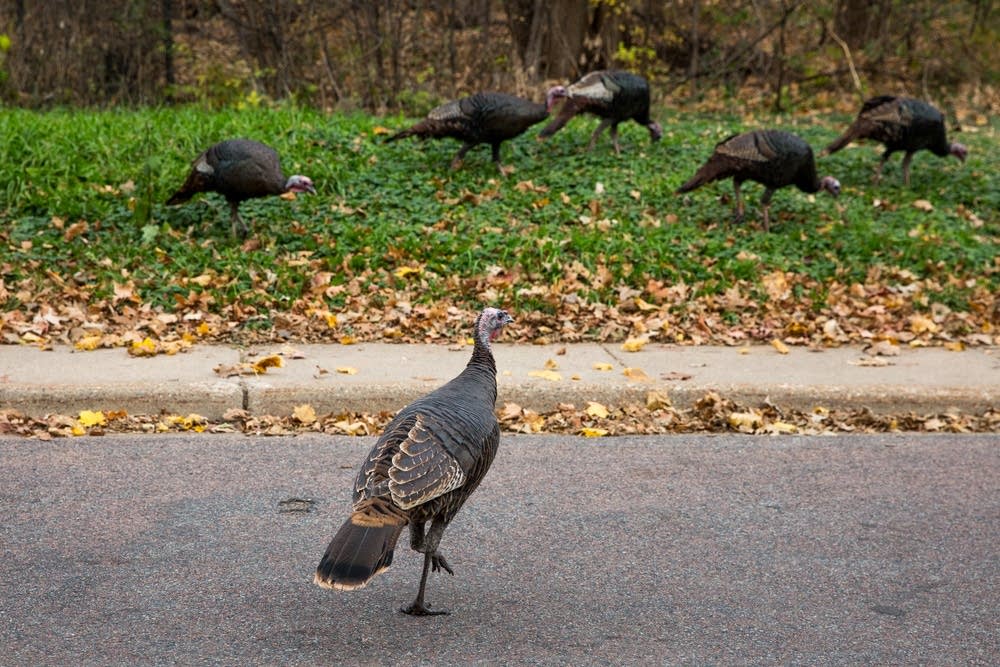 Wild turkeys in the Twin Cities: These aren't Thanksgiving birds | MPR News