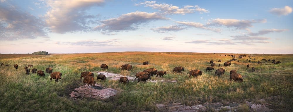 Managing a herd: Bison could help restore Minnesota prairie | Minnesota ...