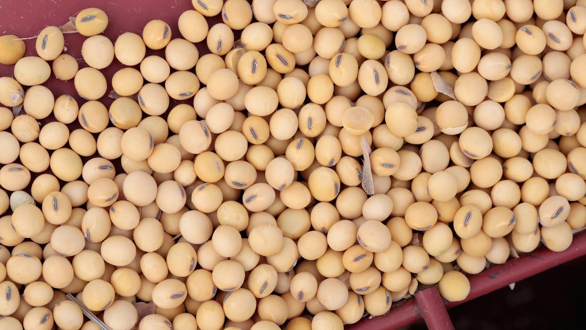 A global glut of soybeans has been pushing down prices