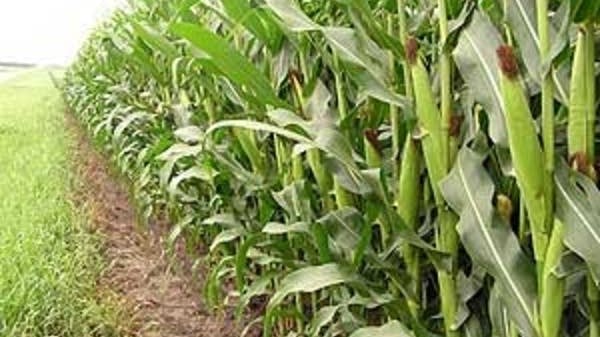 Corn crop could hit record, but also depress prices | MPR News