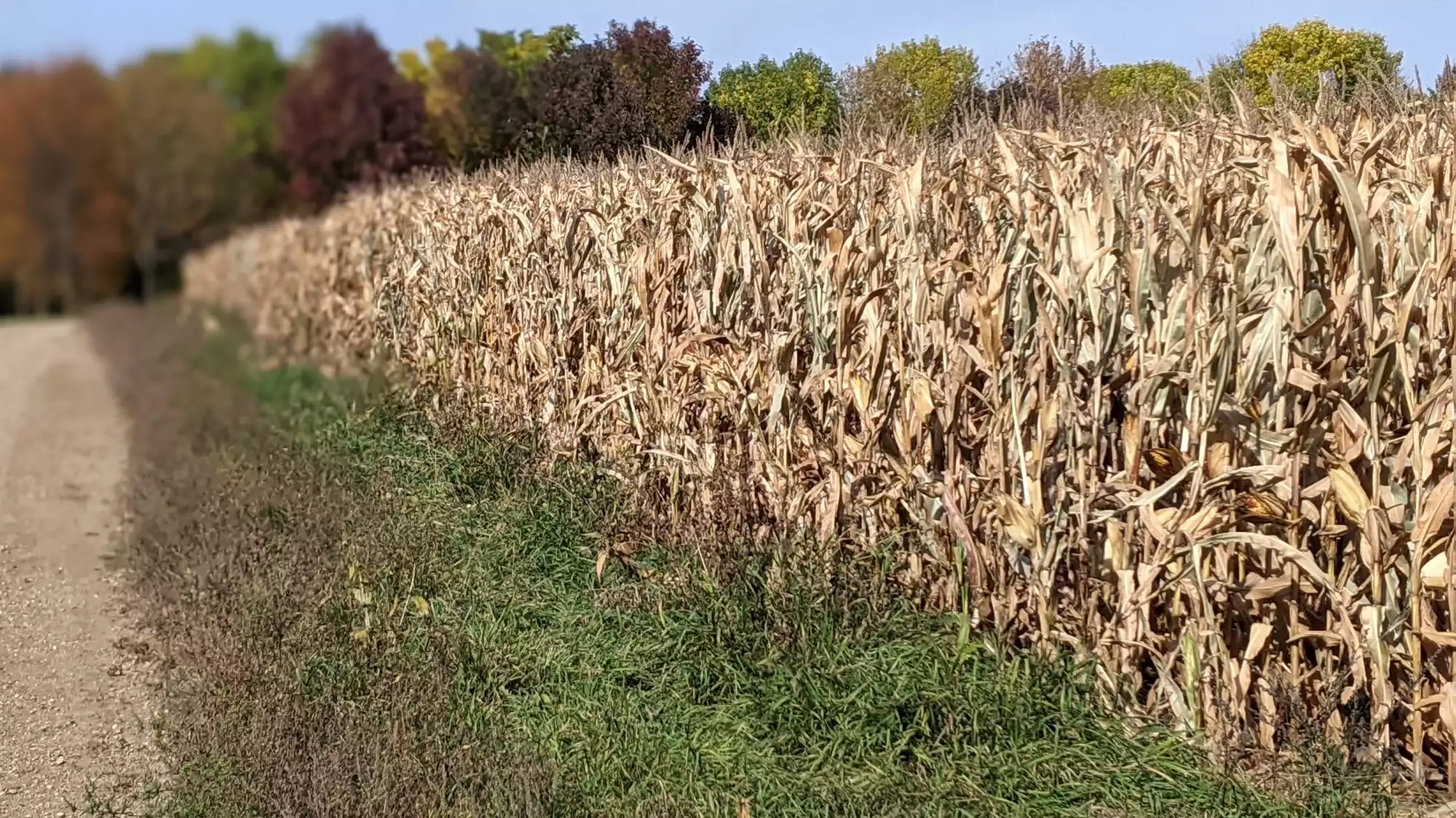Despite deepening drought, a good crop for Minnesota | MPR News