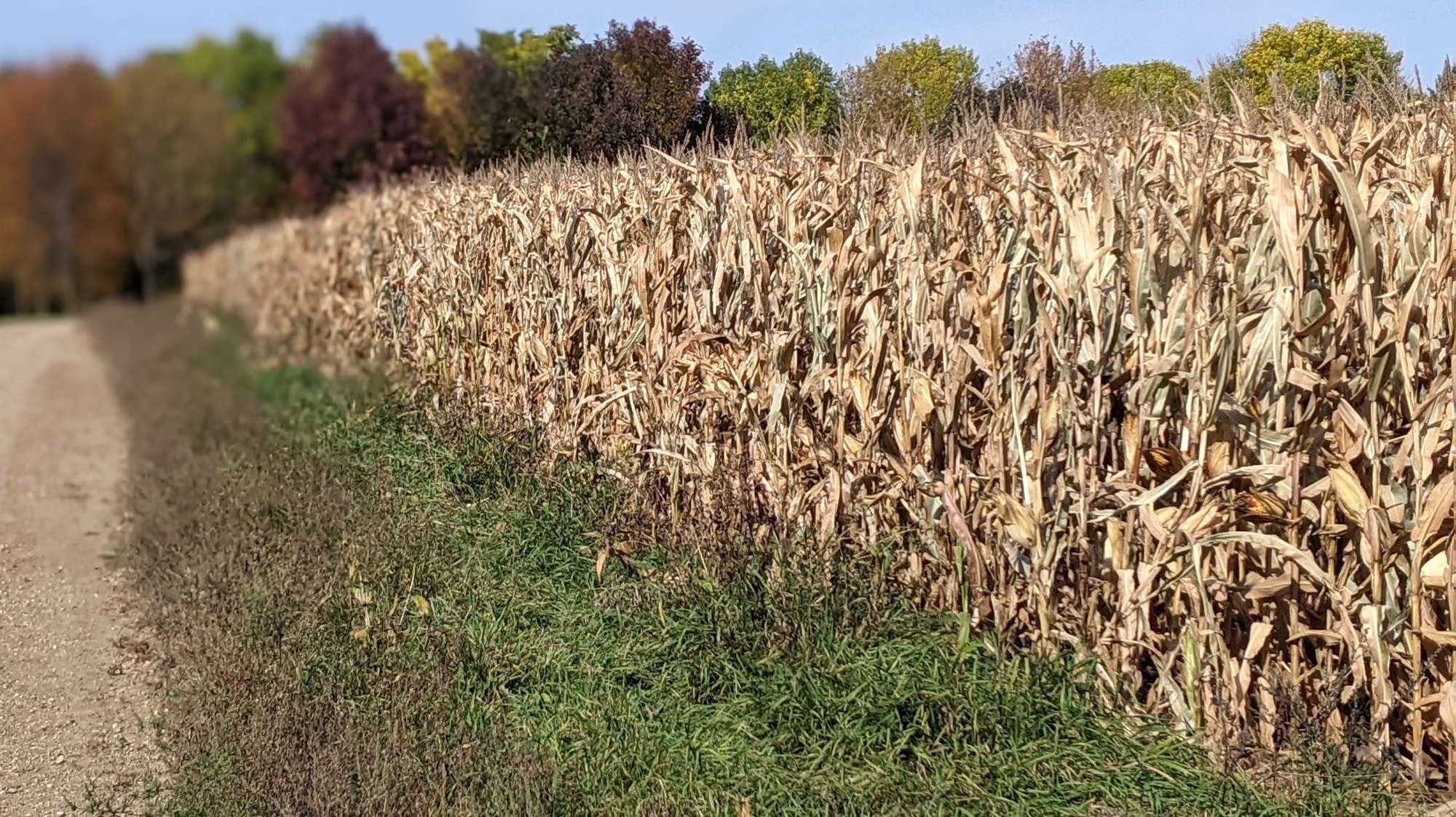 Despite deepening drought, a good crop for Minnesota | MPR News