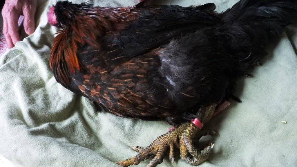 Bird rescuers caution backyard chickens from egg shortage | MPR News