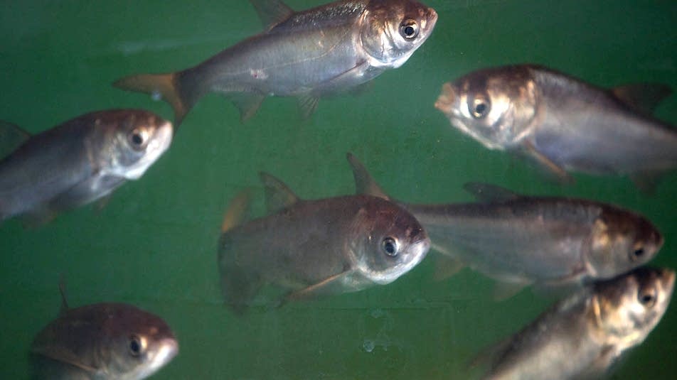 Asian carp found near Lake Michigan got past barriers | MPR News